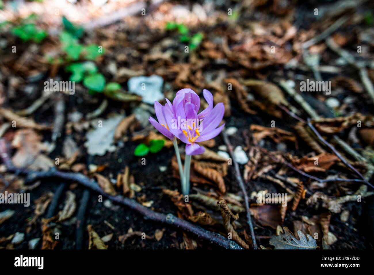 purple, gardening, petal, close up, wildlife, meadow, violet, colours ...