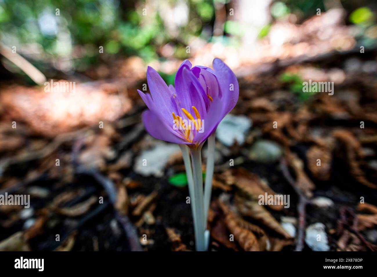 purple, gardening, petal, close up, wildlife, meadow, violet, colours ...
