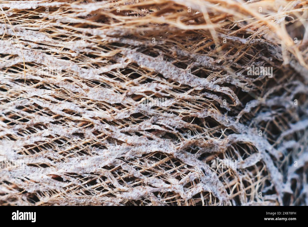 Close up Texture Crossed lines Fibers Coconut Palm tree. Energy of ...