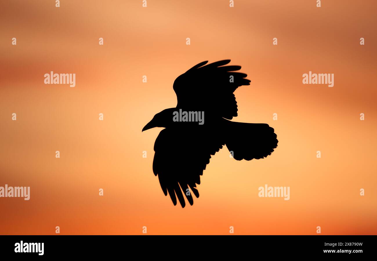 Flying raven silhouette hi-res stock photography and images - Alamy