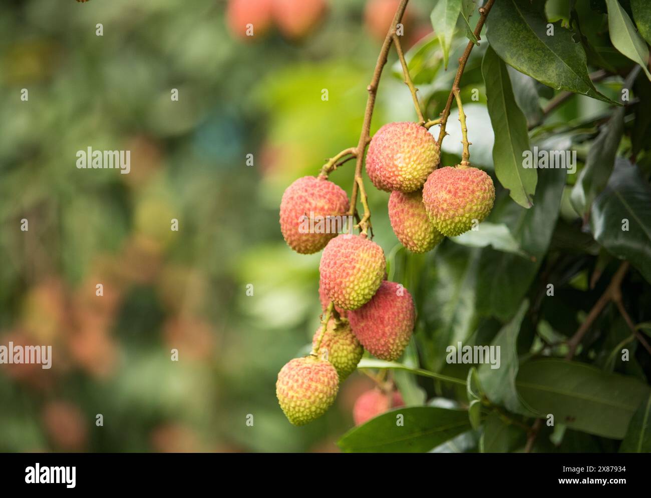 Fresh ripe lychee fruits hanging on lychee tree in plantation garden ...
