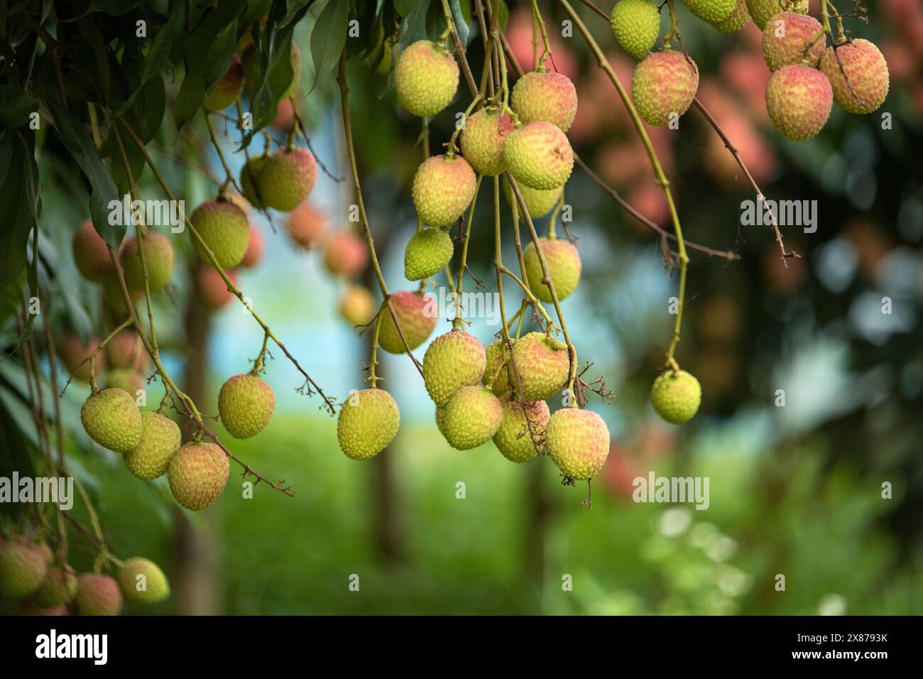 Fresh ripe lychee fruits hanging on lychee tree in plantation garden ...