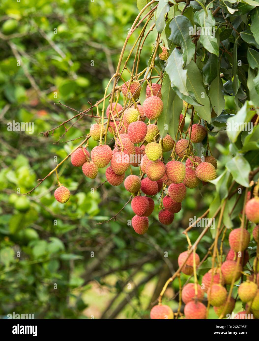 Fresh ripe lychee fruits hanging on lychee tree in plantation garden ...