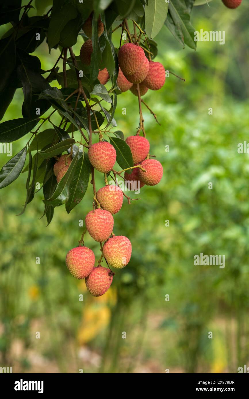 Fresh ripe lychee fruits hanging on lychee tree in plantation garden ...