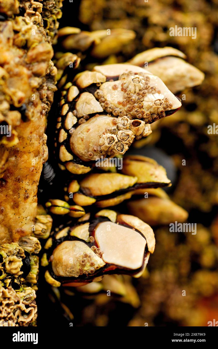 Poliicipes hi-res stock photography and images - Alamy