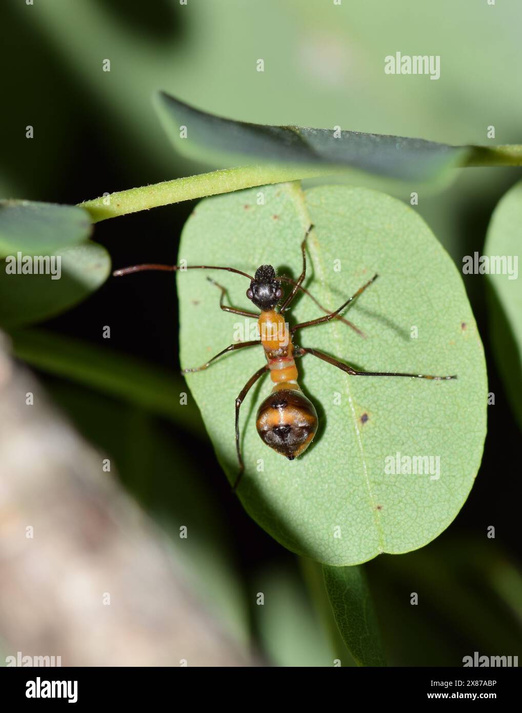 Texas bow-legged bug nymph (Hyalymenus tarsatus) insect nature ...