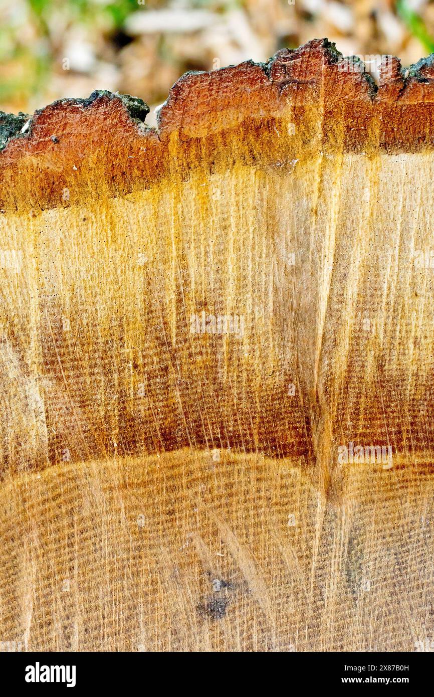 Close up of the end of a recently felled pine tree, showing the inner ...