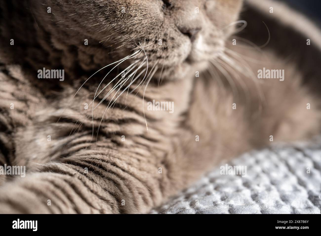 Intimate close-up of a British Shorthair cat sleeping soundly ...
