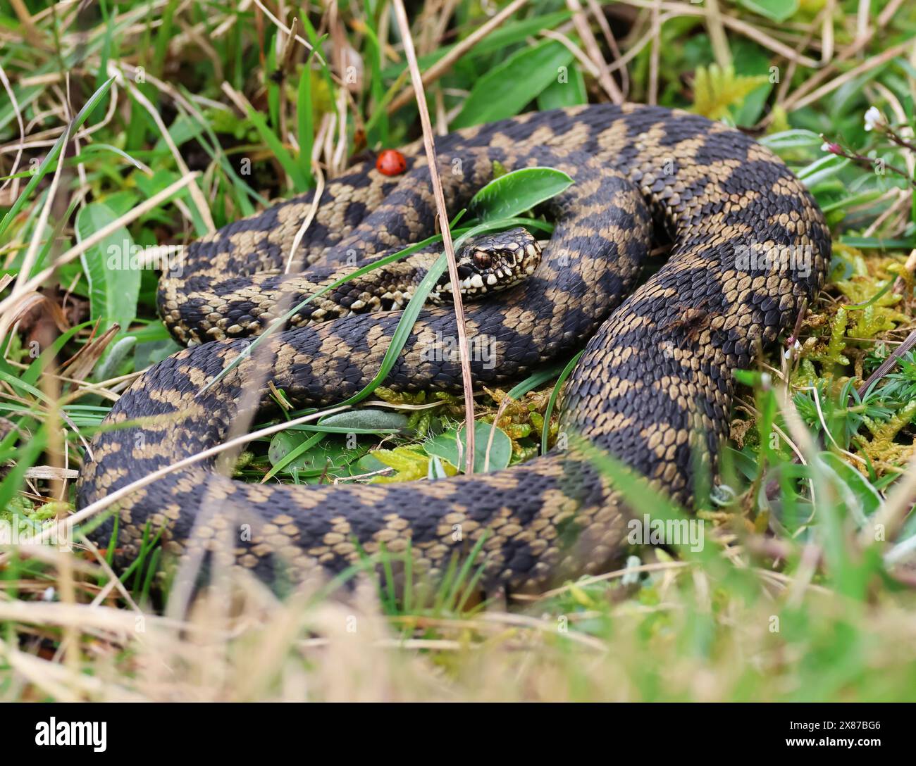 An Adder (Vipera berus) newly emerged form hibernation in the Cotswold ...