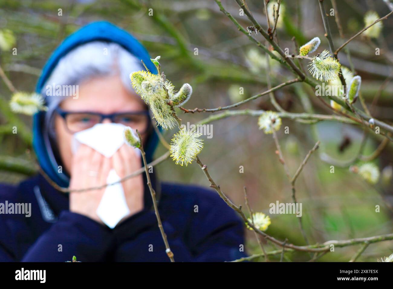 Pollen on branch of tree with woman covering face with napkin Stock ...