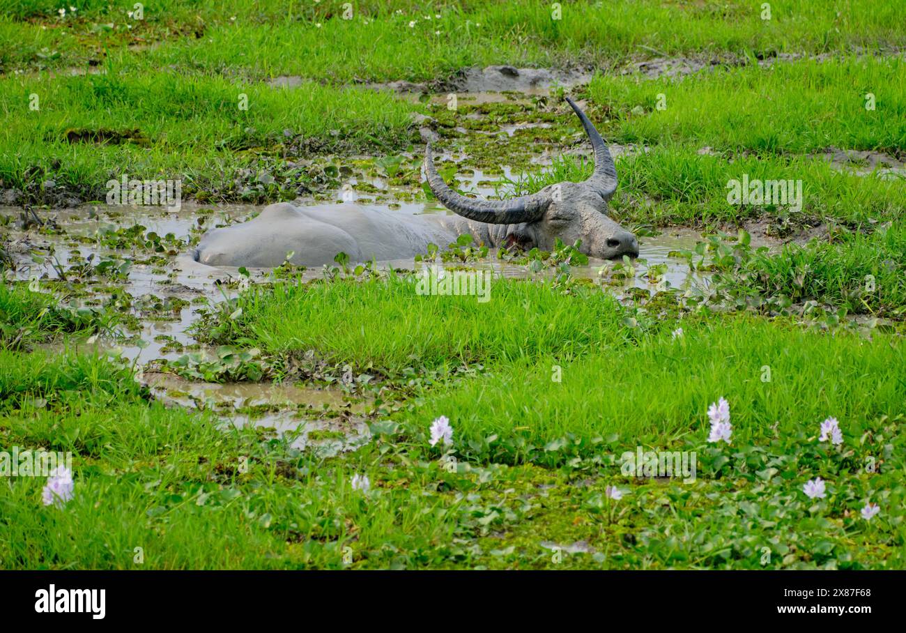 Water buffalo bath hi-res stock photography and images - Alamy