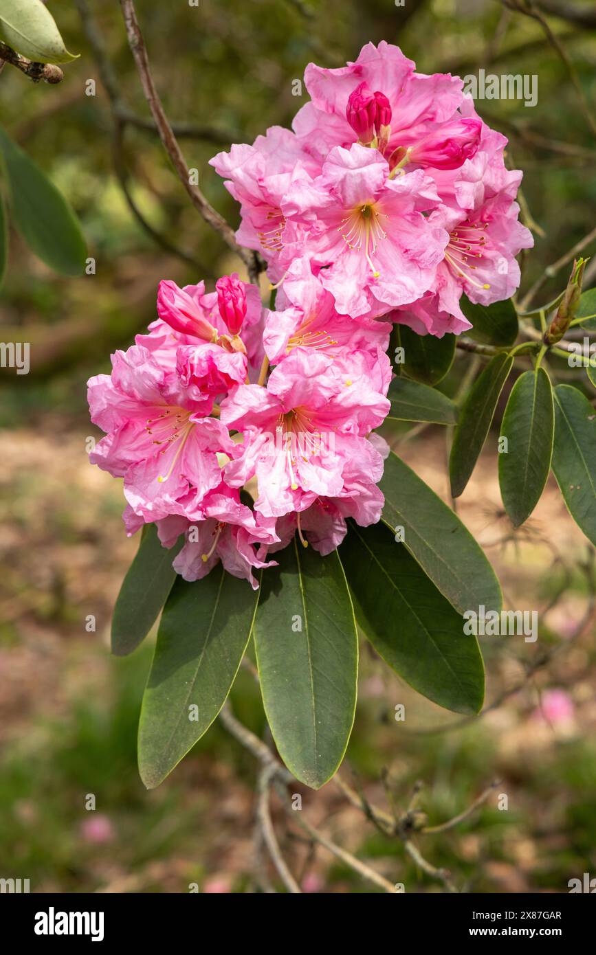 Spring june britain uk hi-res stock photography and images - Alamy