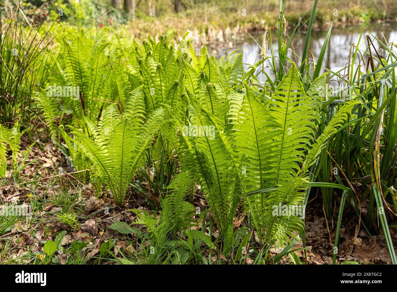 Woodland ferns beside a lake in Bowood Woodland Garden, Calne ...