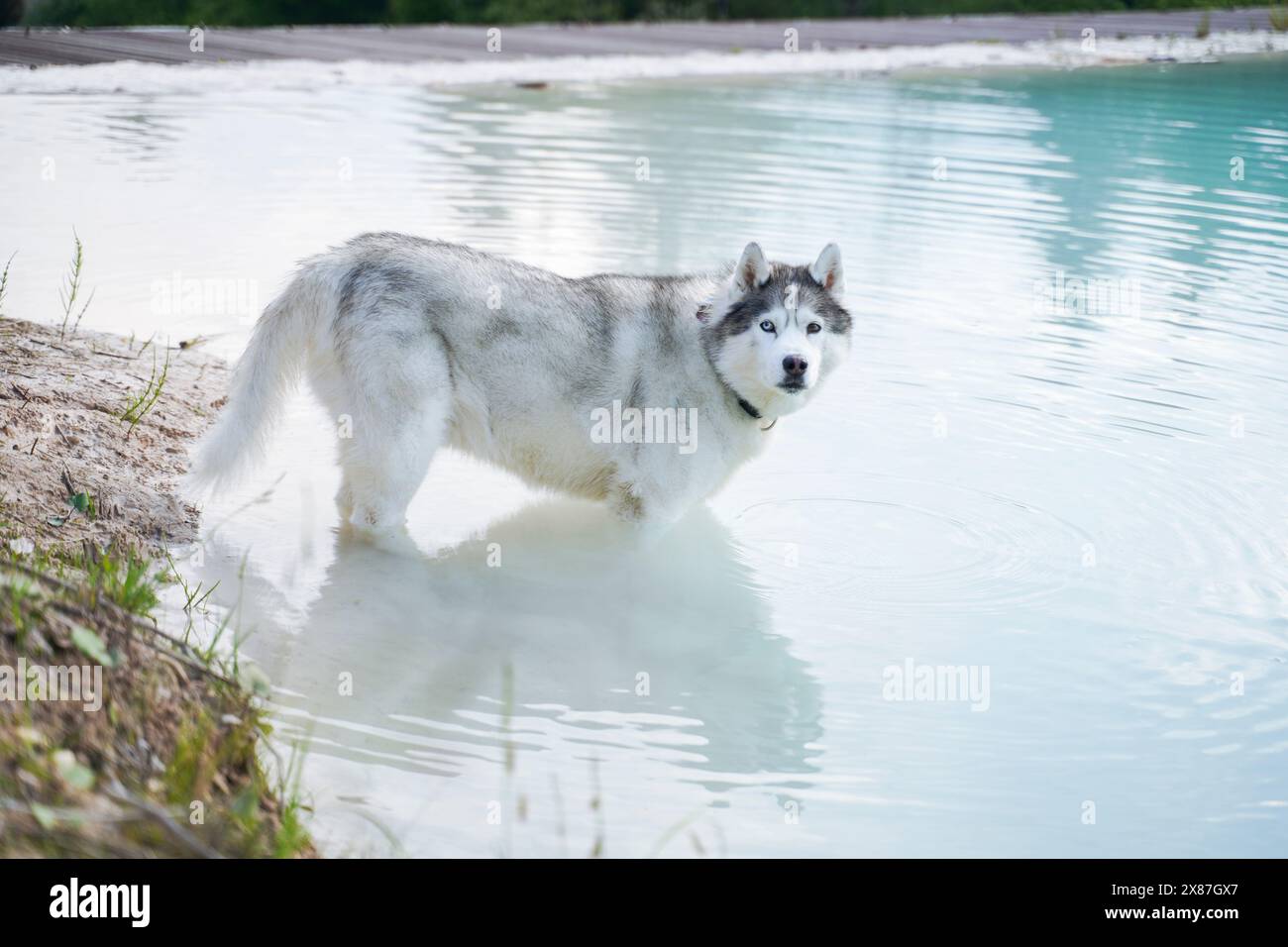 Husky dog in rippled lake Stock Photo - Alamy