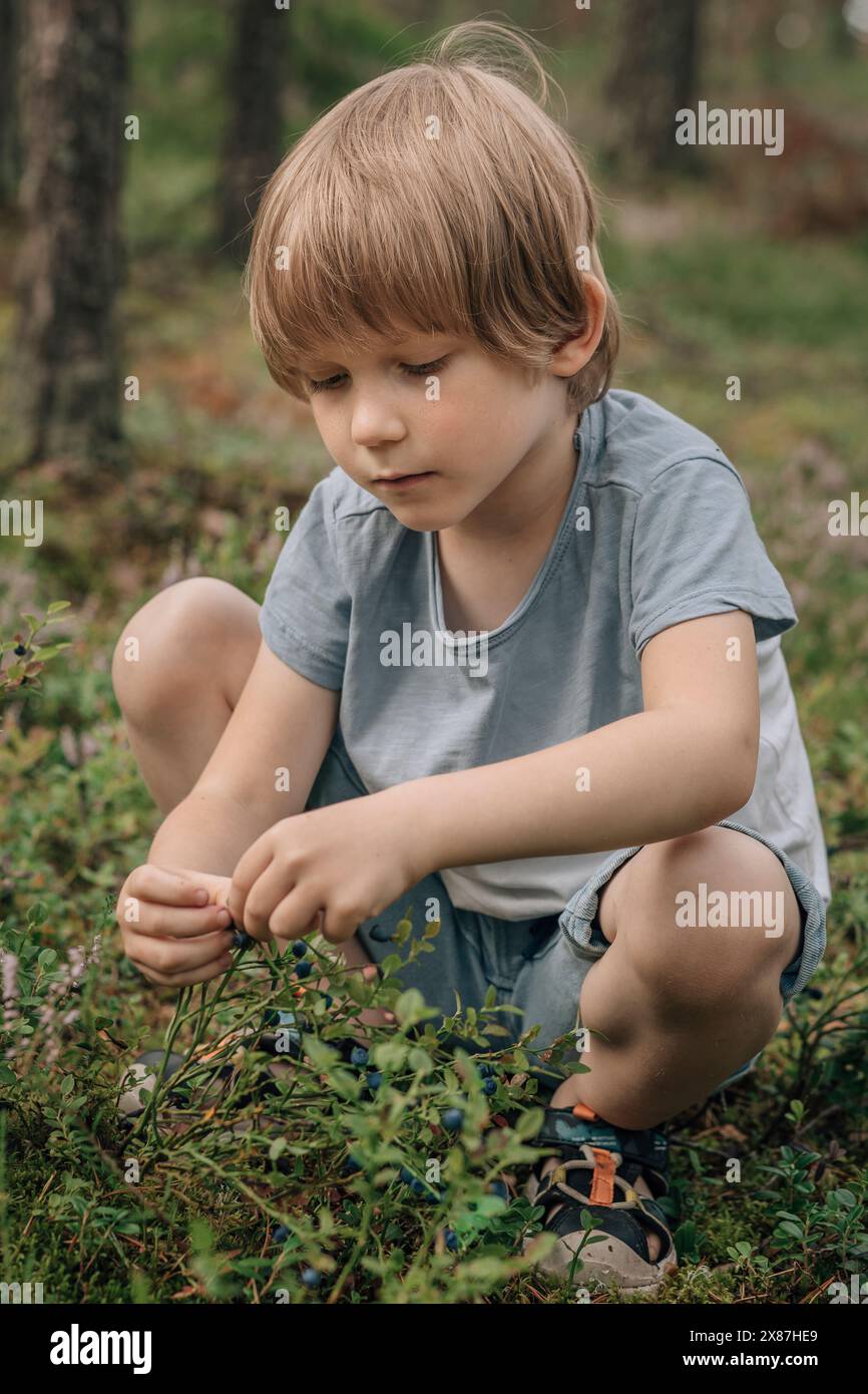 Blond boy picking berries in forest Stock Photo - Alamy