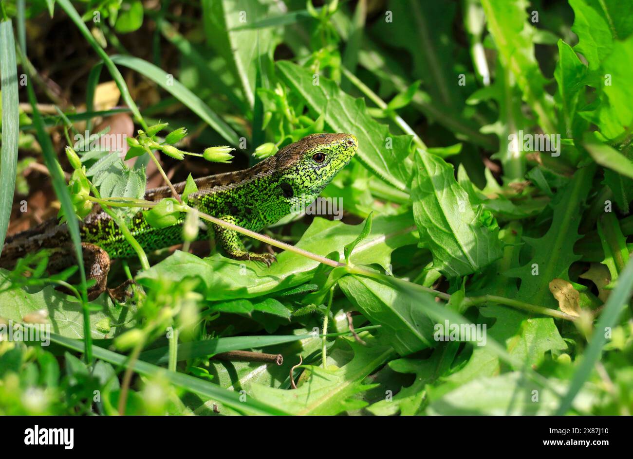 Crawling leaves hi-res stock photography and images - Alamy