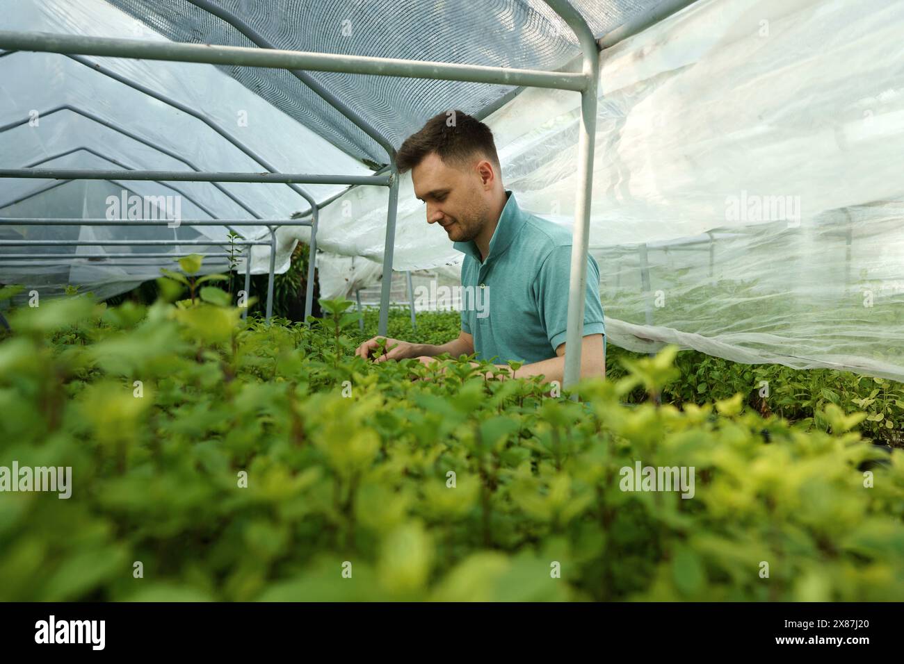 Farmer growing green plants in greenhouse Stock Photo - Alamy