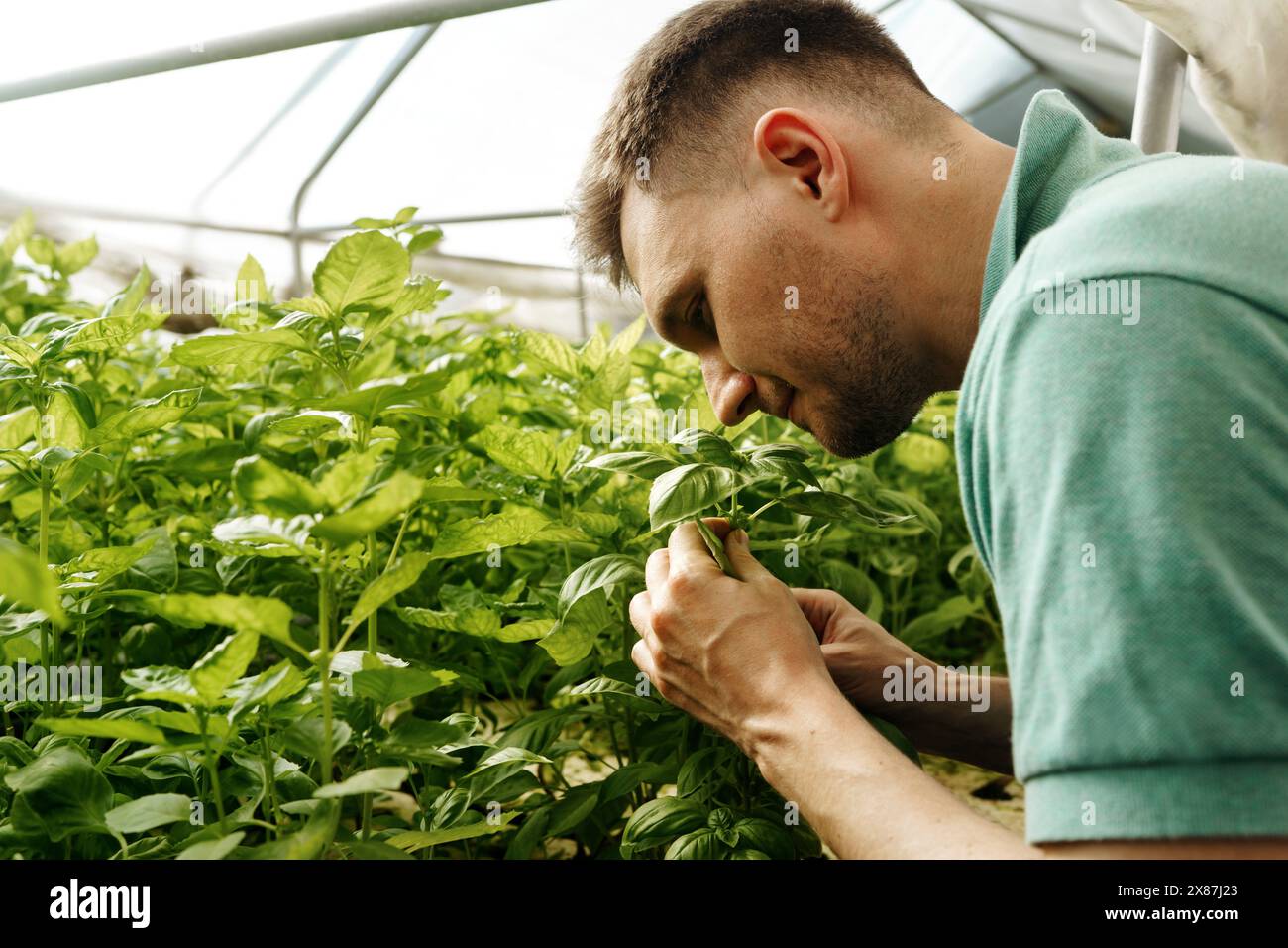 Farmer smelling plants growing in greenhouse Stock Photo - Alamy
