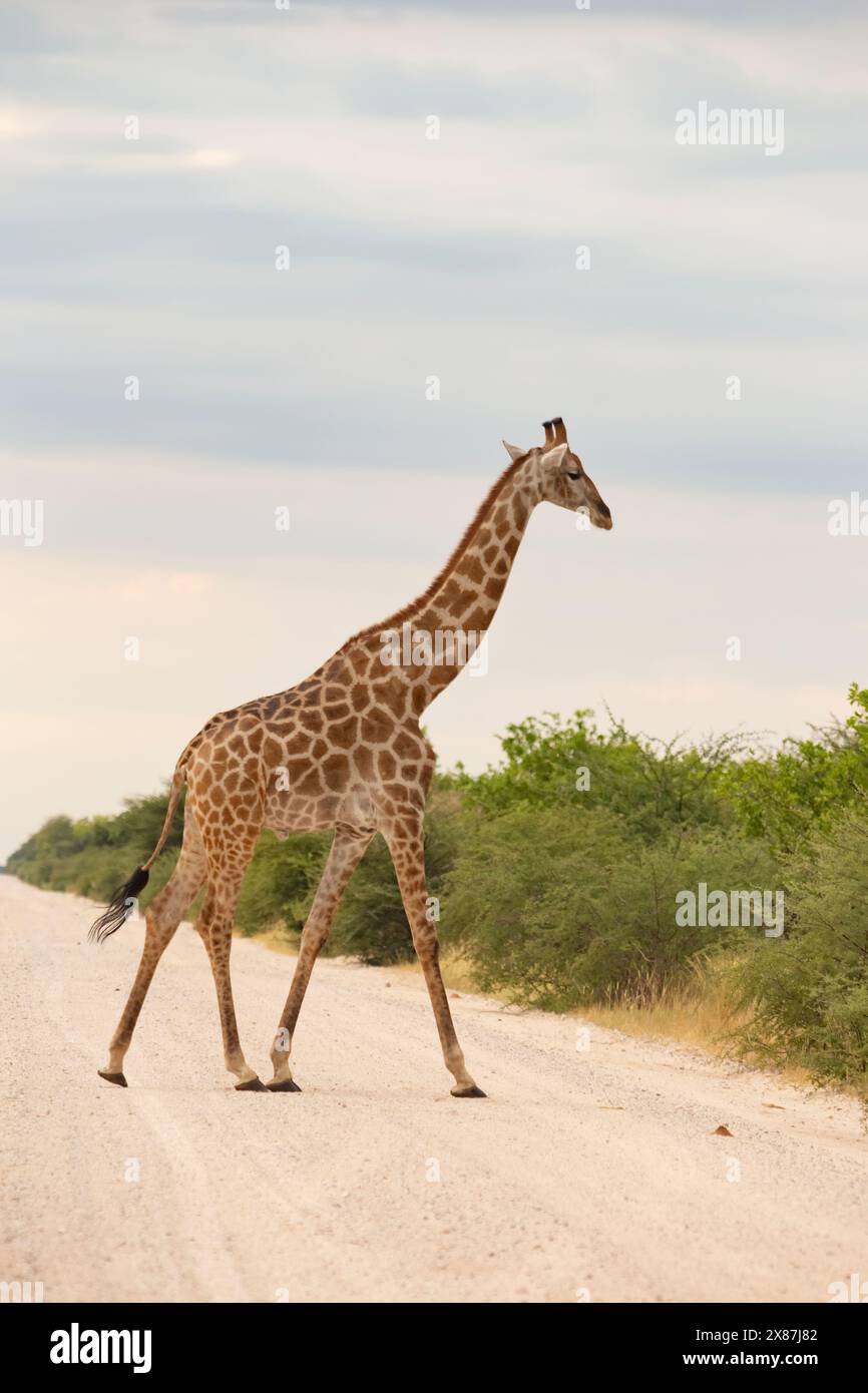 Namibia, Giraffe (Giraffa Camelopardalis) walking across dirt road ...