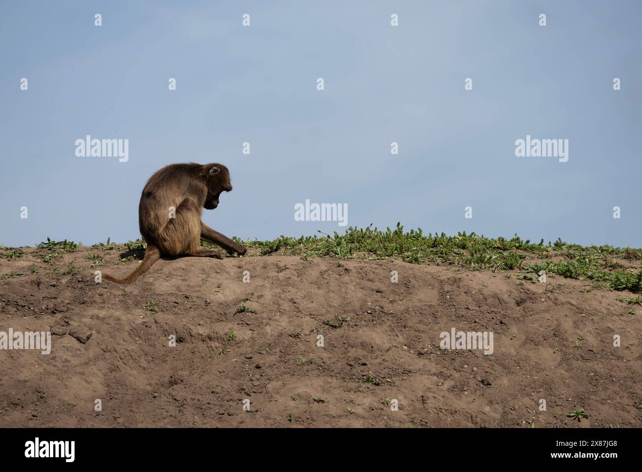 A Gelada monkey Theropithecus gelada in captivity in a wildlife park ...