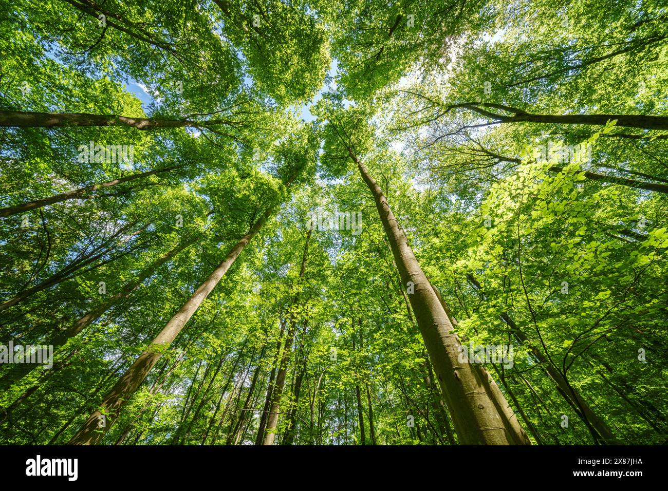 Springtime forest with setting sun shining through leaves and branches ...