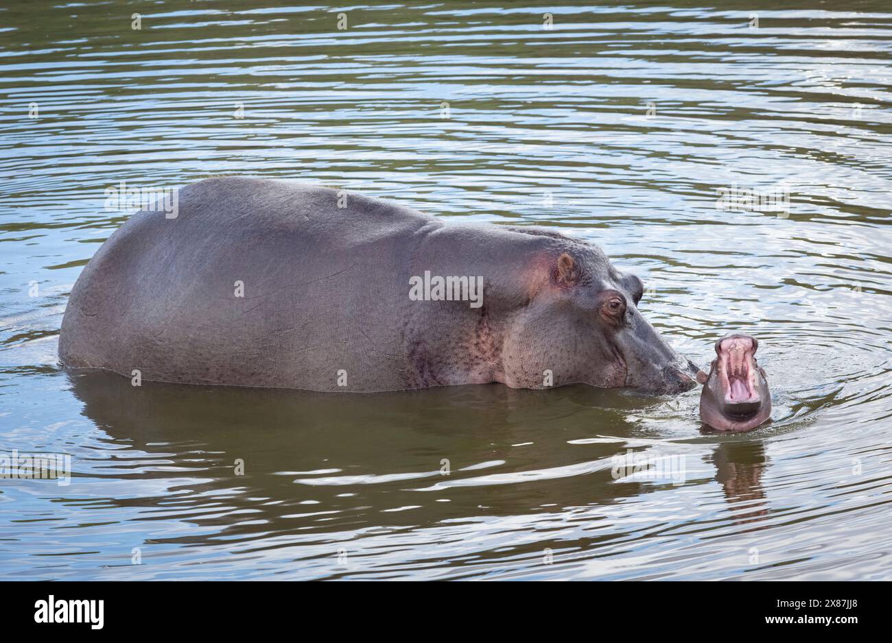 Namibia, Two hippos (Hippopotamus Amphibius) swimming in lake Stock ...