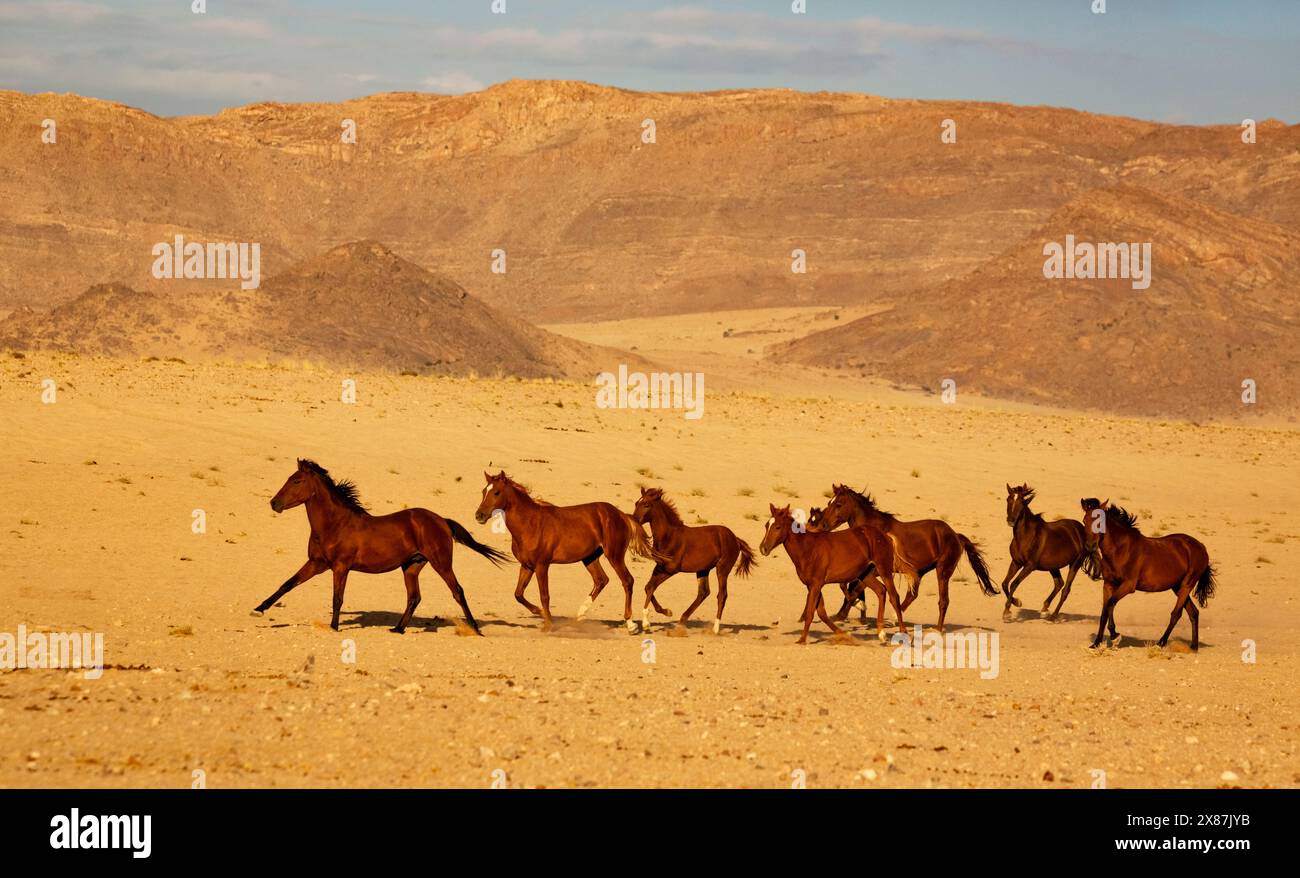 Wild horse in namib hi-res stock photography and images - Alamy