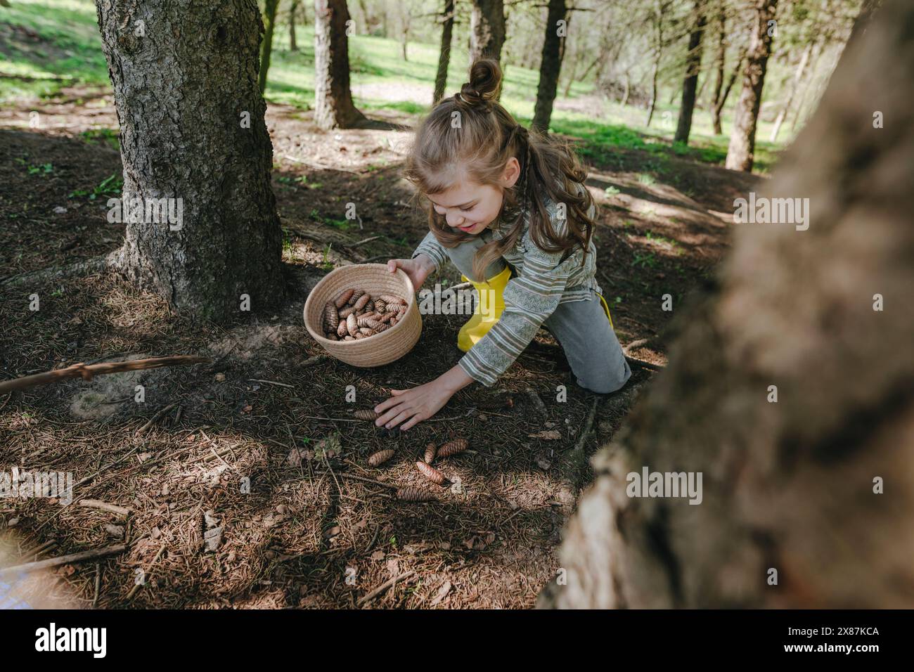 Smiling girl collecting pine cones in basket at forest Stock Photo - Alamy