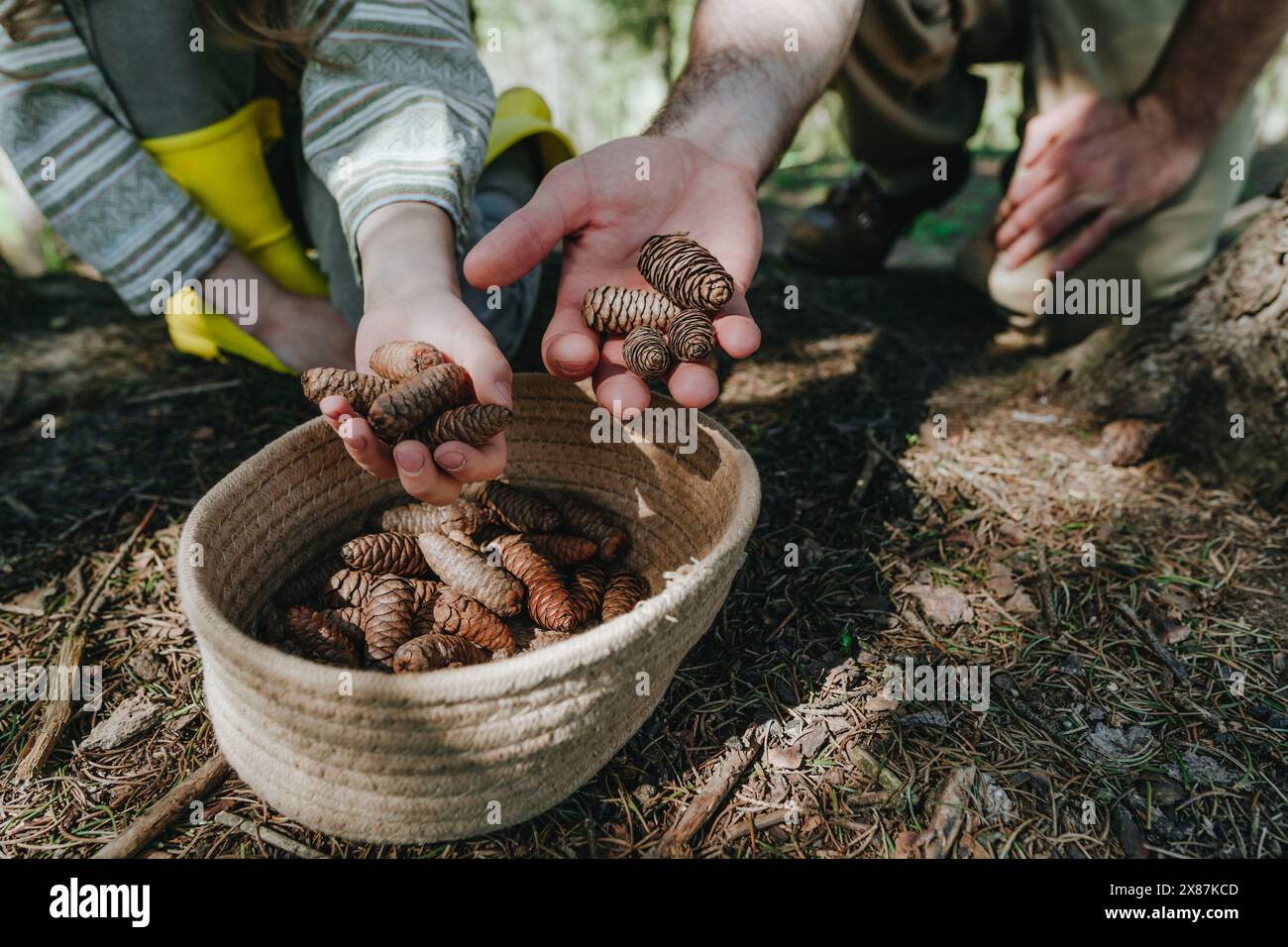 Father and daughter collecting pine cones together in forest Stock ...