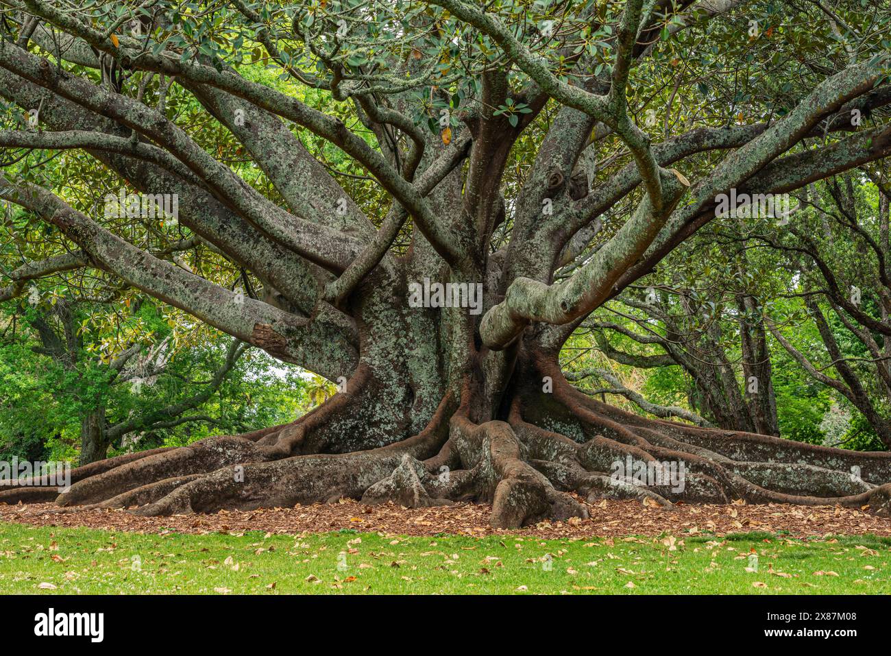 New Zealand, North Island, Auckland, Old Moreton Bay fig tree (Ficus ...