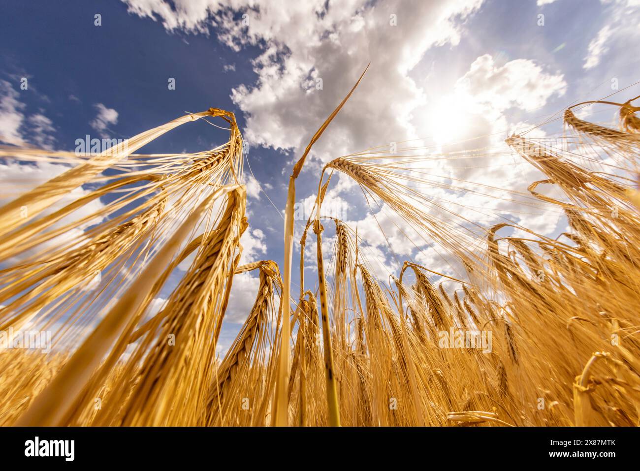 Surface view of barley growing in summer field Stock Photo - Alamy