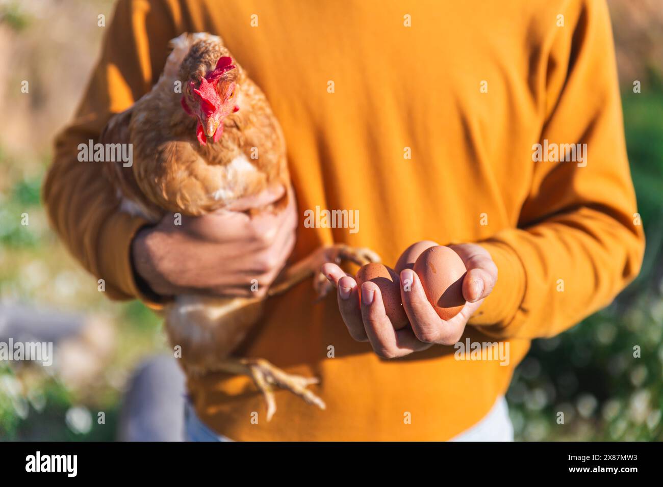 Food and drink domestic animals standing holding hen hi-res stock ...