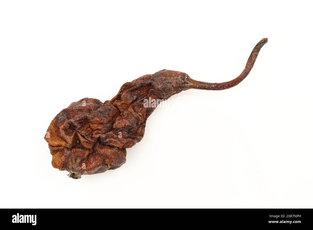 One dry dehydrated pear fruit isolated on white background. Single ...
