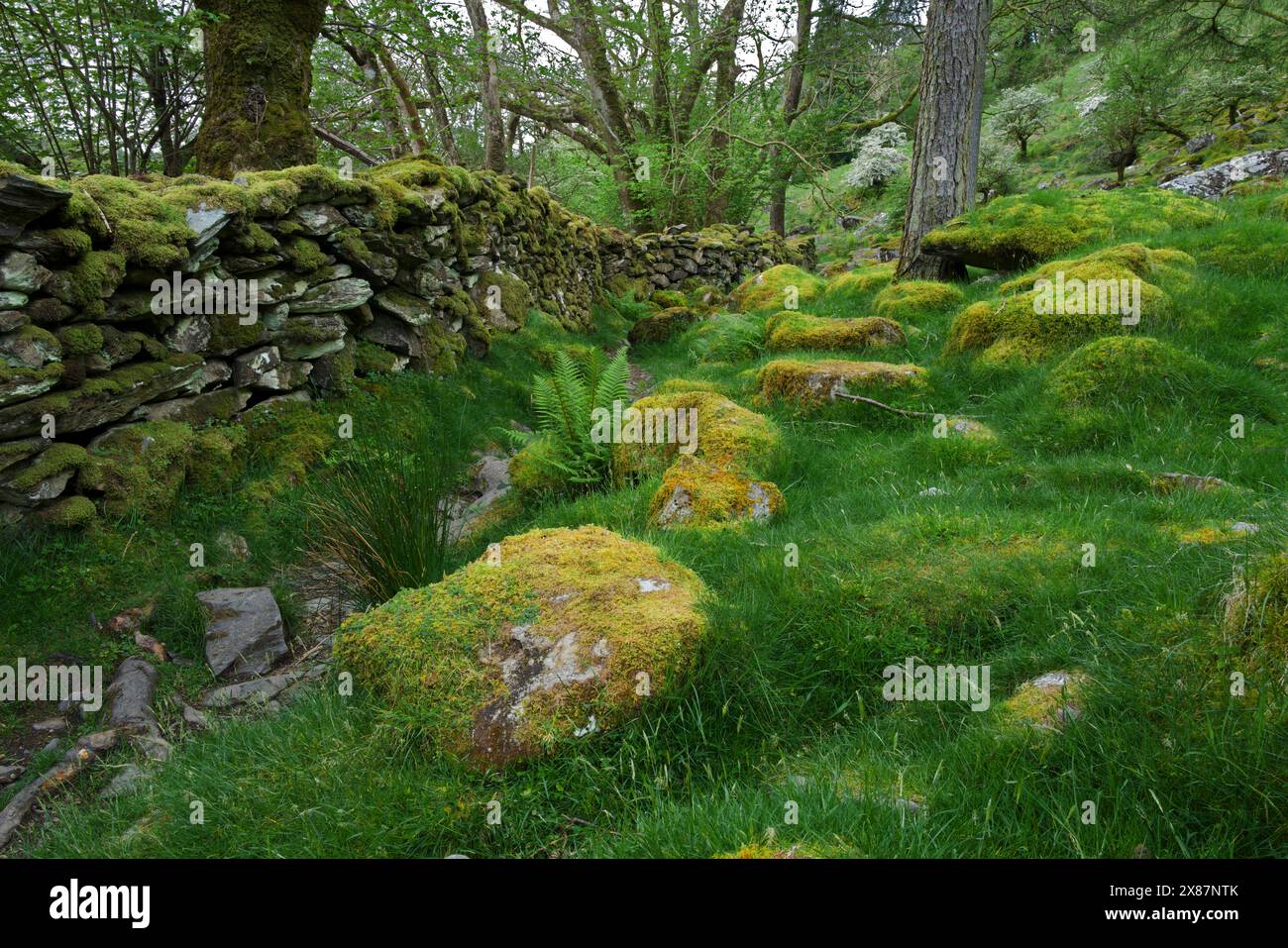 This old dry stone wall is in Celtic Rainforest in the Nant Gwynant ...