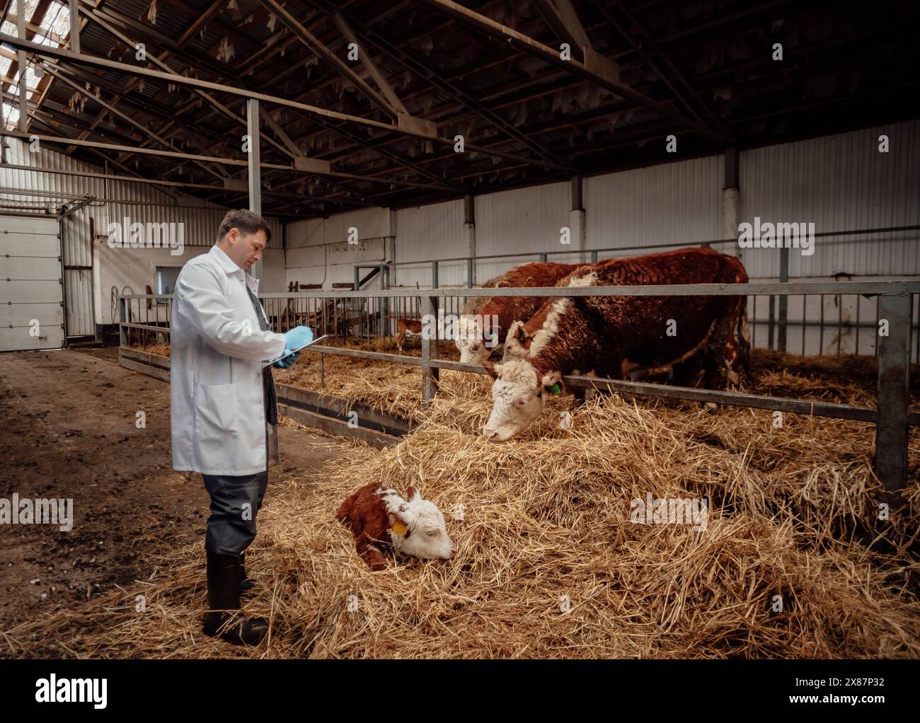 Veterinarian examining medical reports of calf near cows at farm Stock ...
