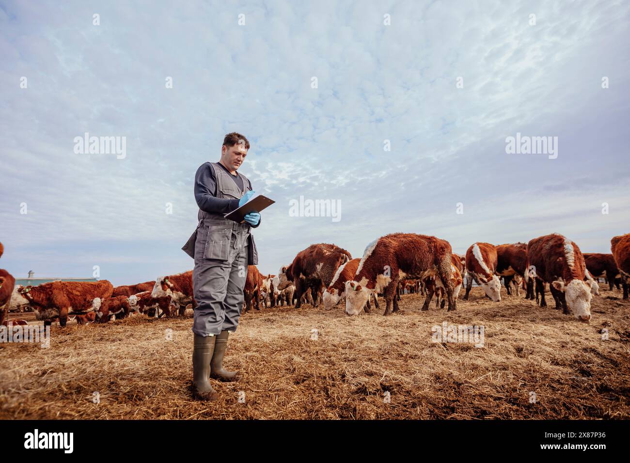 Veterinarian examining medical documents of cows at farm Stock Photo ...