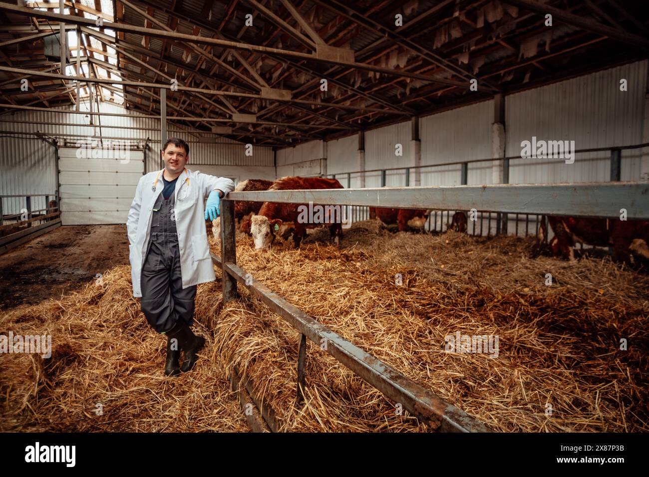Veterinarian wearing lab coat and standing at cattle farm Stock Photo ...
