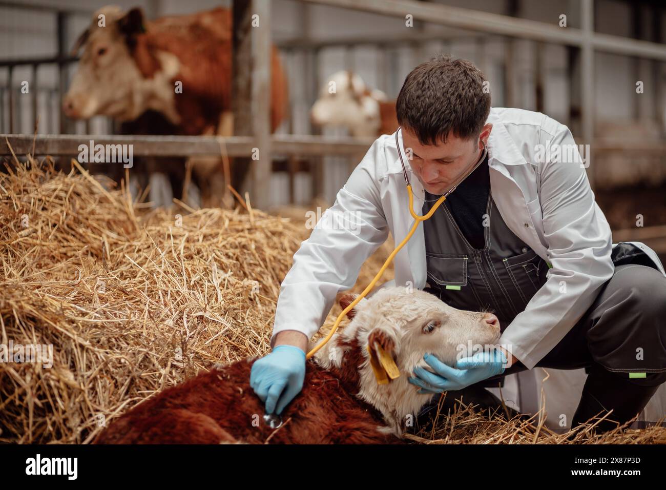 Veterinarian examining cow with stethoscope at farm Stock Photo - Alamy