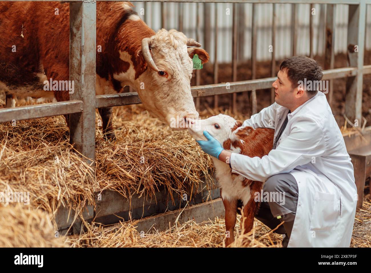 Veterinarian with mother cow embracing calf at farm Stock Photo - Alamy
