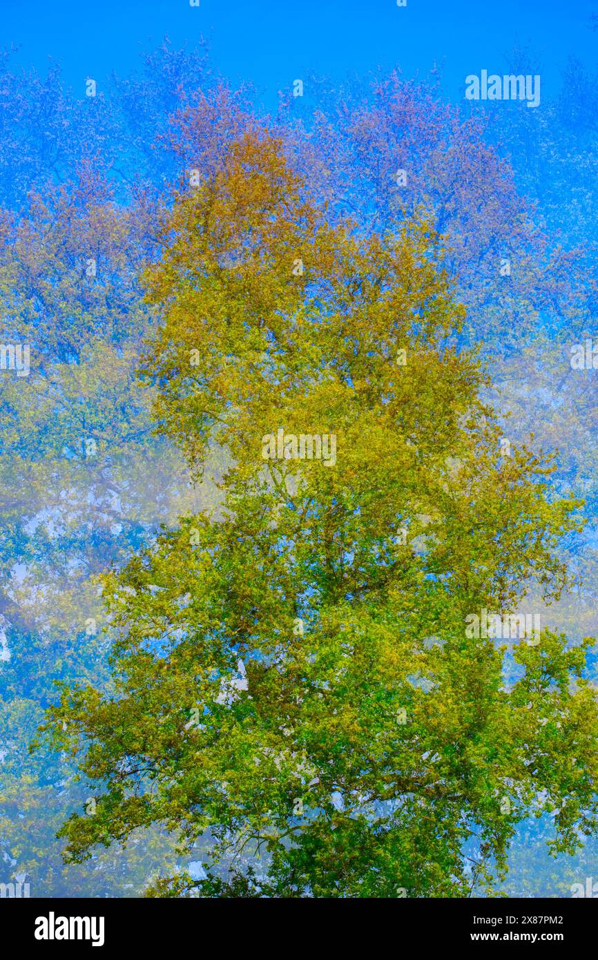 Multiple exposure of oak tree in spring Stock Photo - Alamy