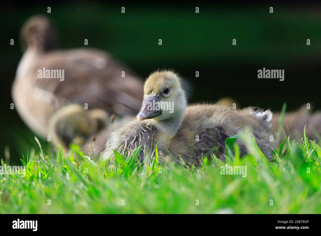 Spring gosling hi-res stock photography and images - Alamy