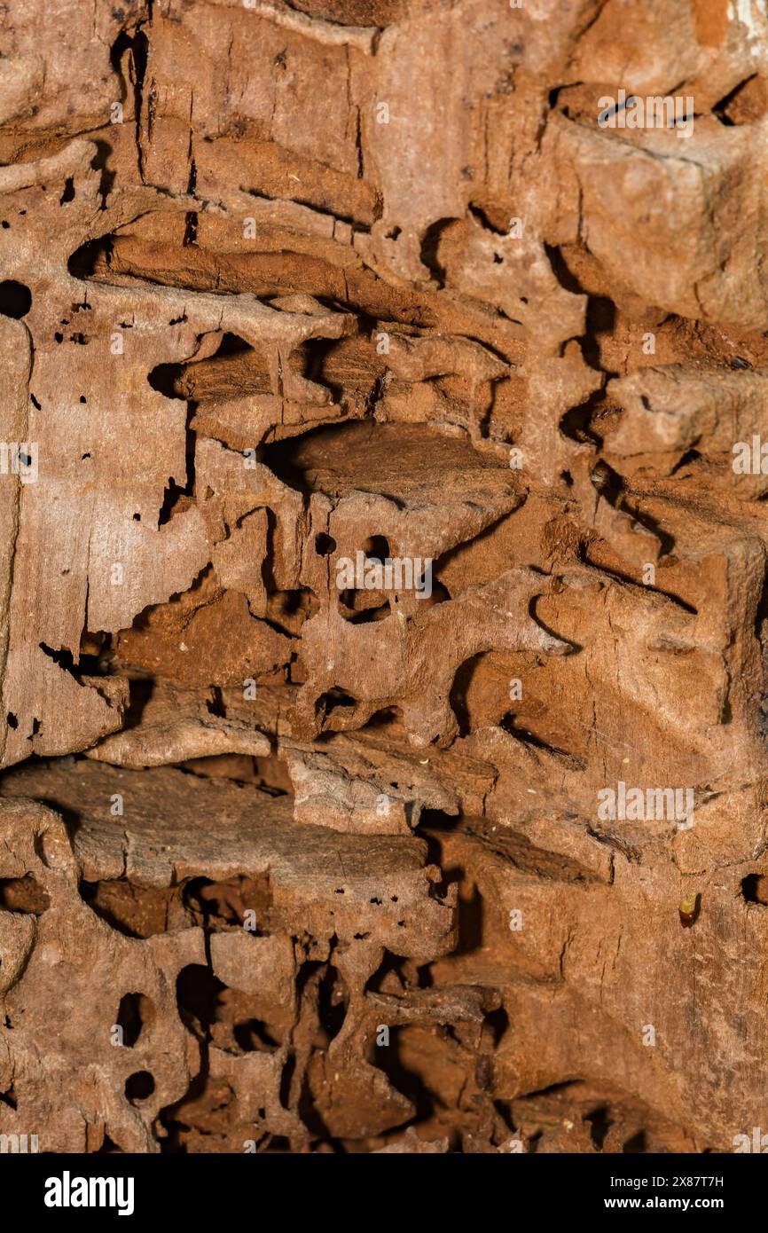 Carpenter ant nest hi-res stock photography and images - Alamy