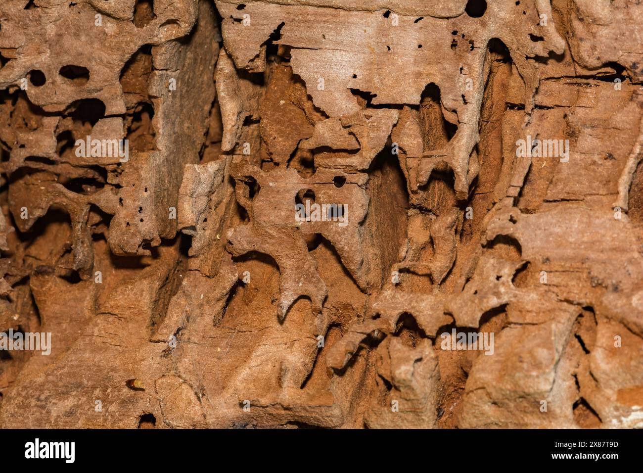 Carpenter Ant Galleries Stock Photo - Alamy