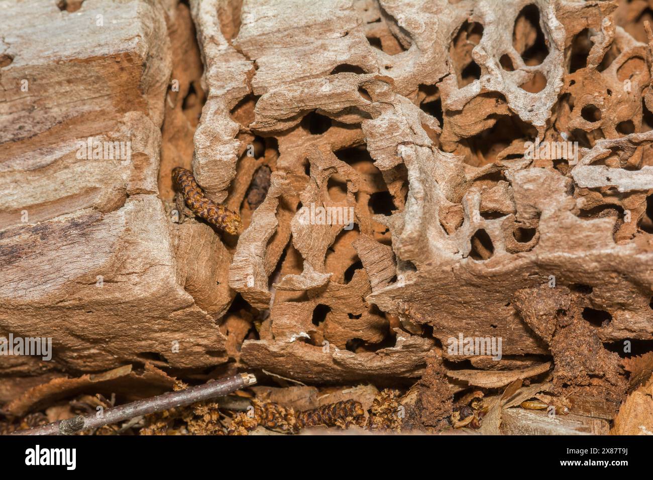 Carpenter Ant Galleries Stock Photo - Alamy