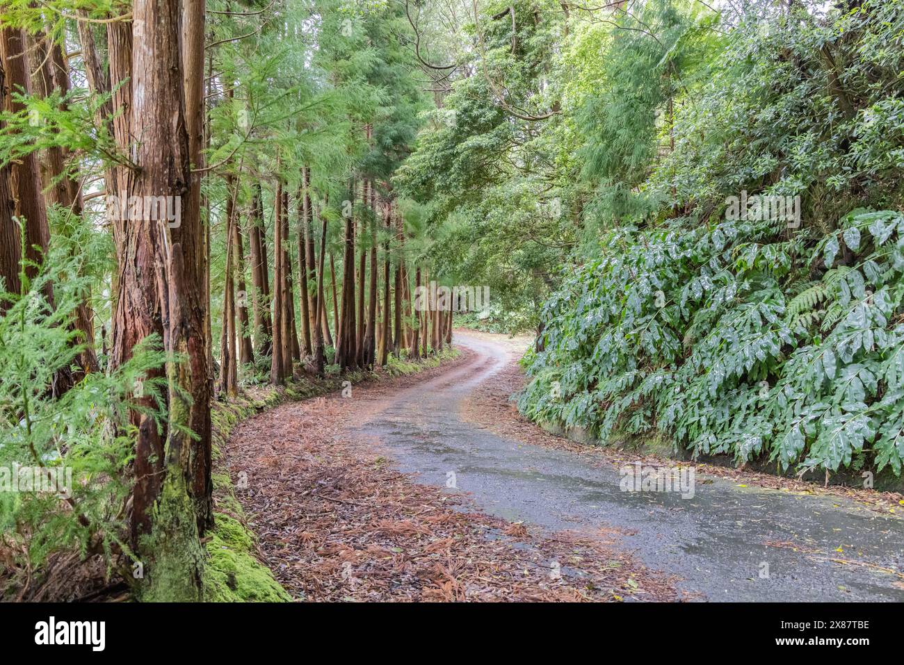 Azores evergreen forest hi-res stock photography and images - Alamy