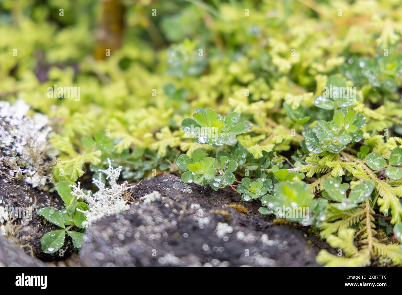 Terceira, Azores, Portugal. Lush ground cover on Terceira Island ...