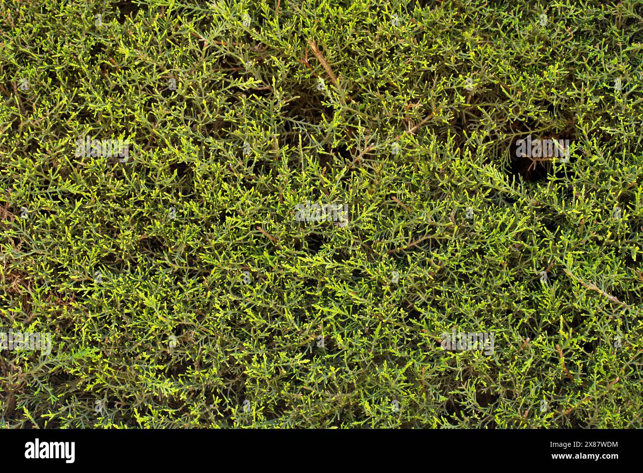 Dense green foliage fills the frame, showcasing lush bushes. The ...