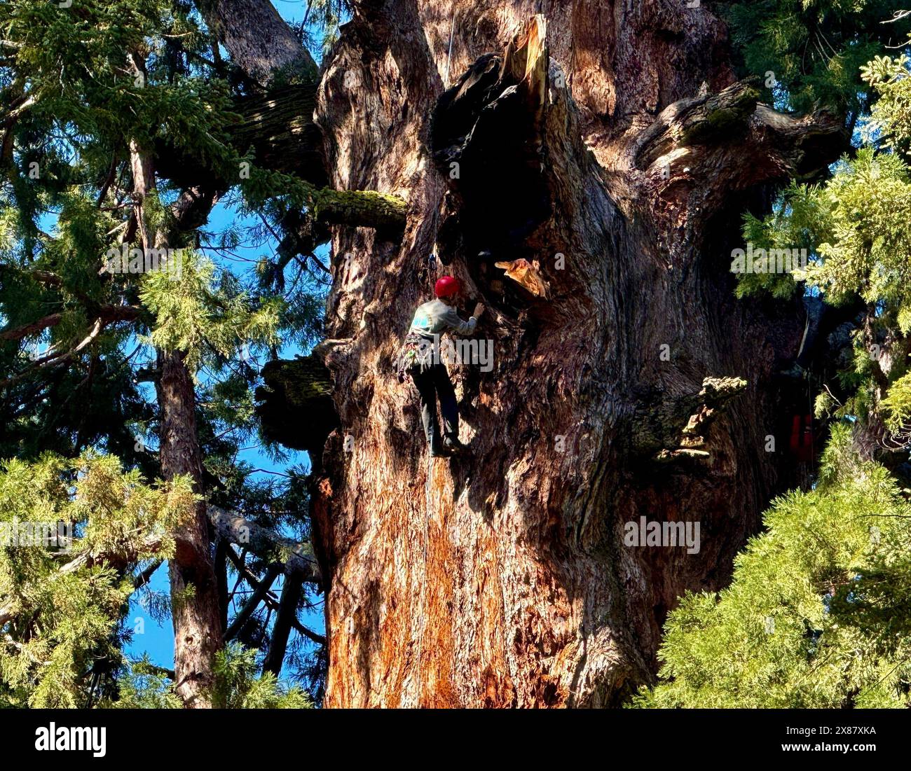 A researcher examines General Sherman, the world's largest tree, in ...