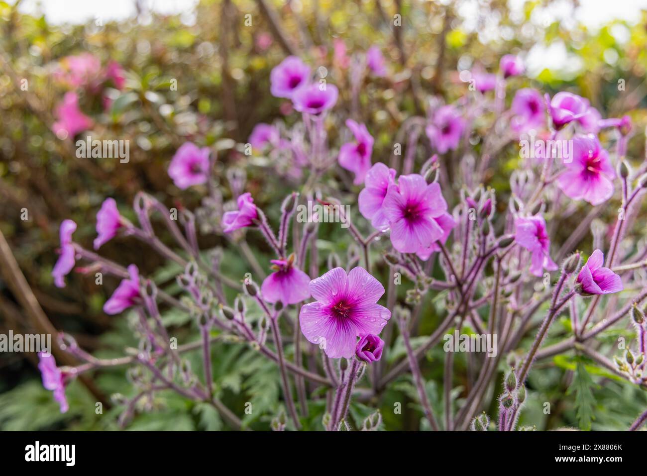 Aldeia da Cuada, Flores, Azores, Portugal. Purple flowers on Flores ...