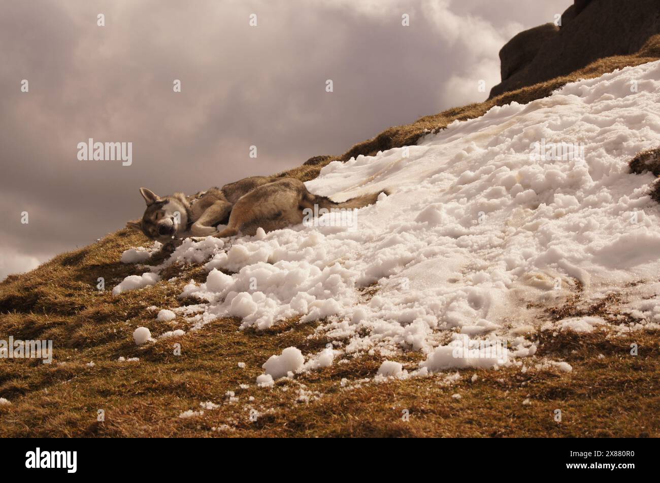 Tamaskan Wolf Dog Sledging in Snow on Goat Fell, The Isle of Arran ...